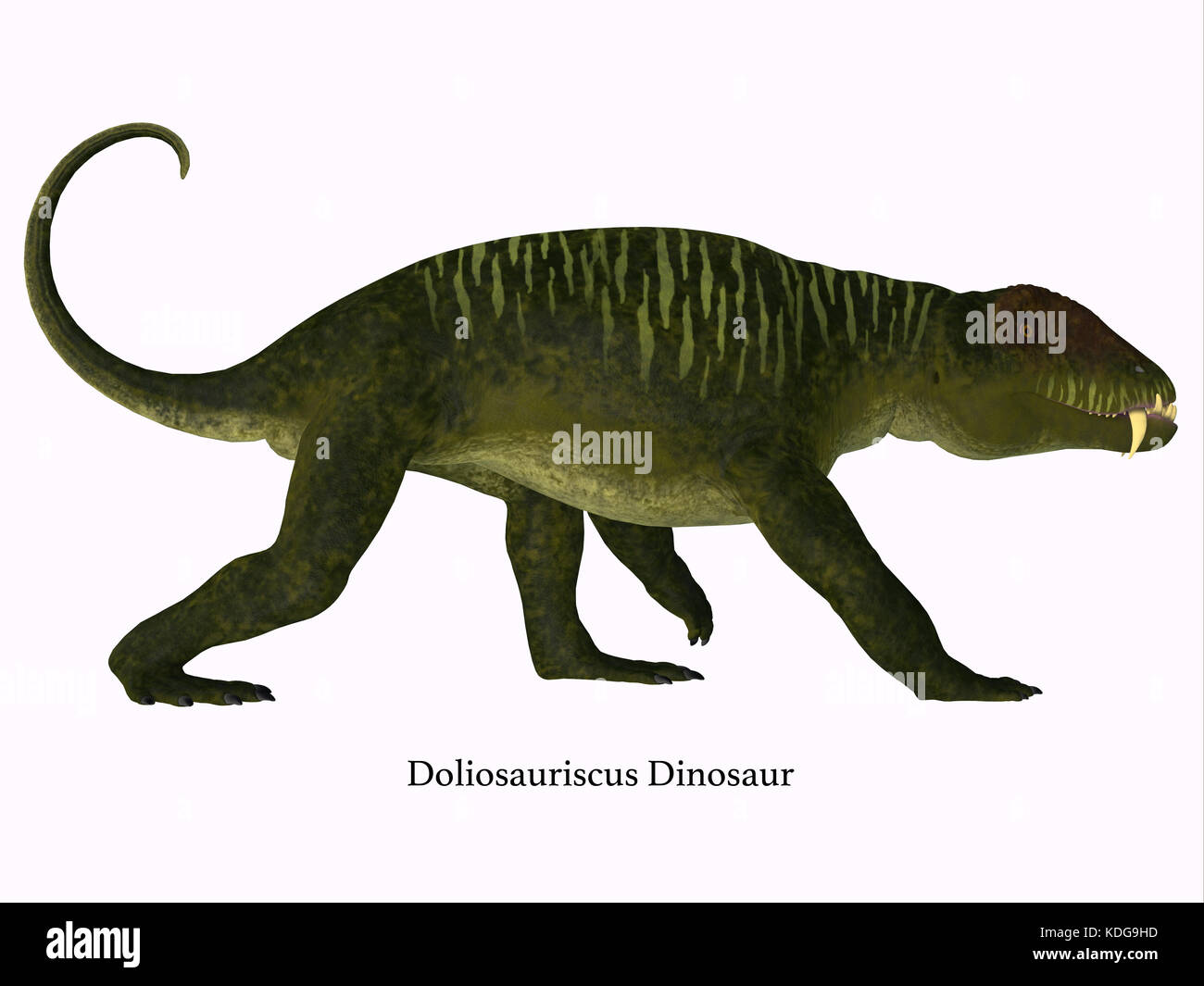 Doliosauriscus yanshinovi hi-res stock photography and images - Alamy