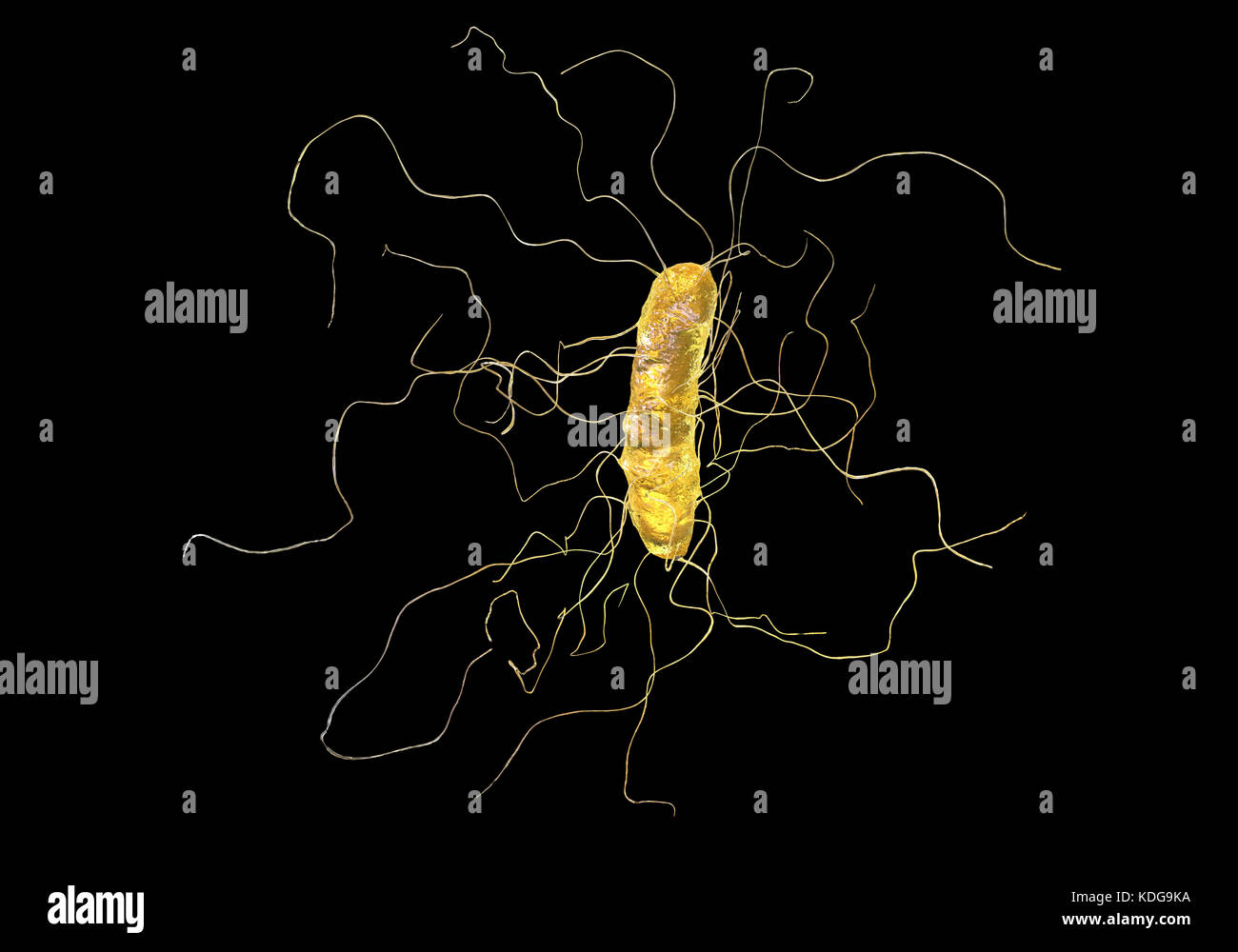 Clostridium difficile bacterium with peritrichous flagella, computer ...
