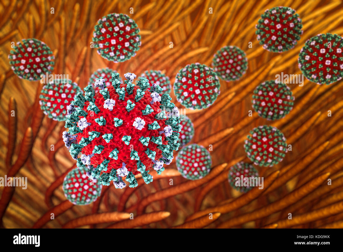 Flu viruses. Conceptual image of influenza viruses (red) in the airways ...