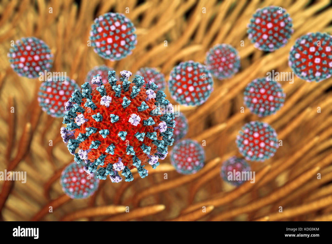 Flu viruses. Conceptual image of influenza viruses (red) in the airways ...