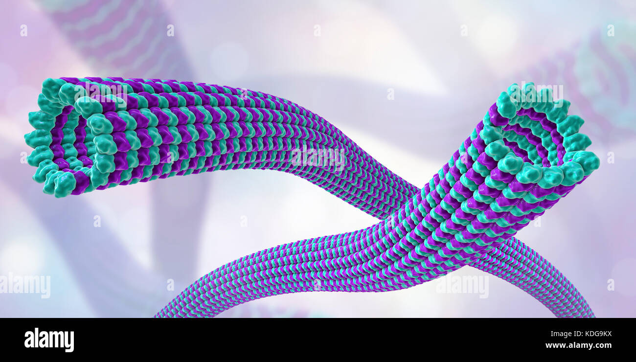 Intracellular transport hi-res stock photography and images - Alamy