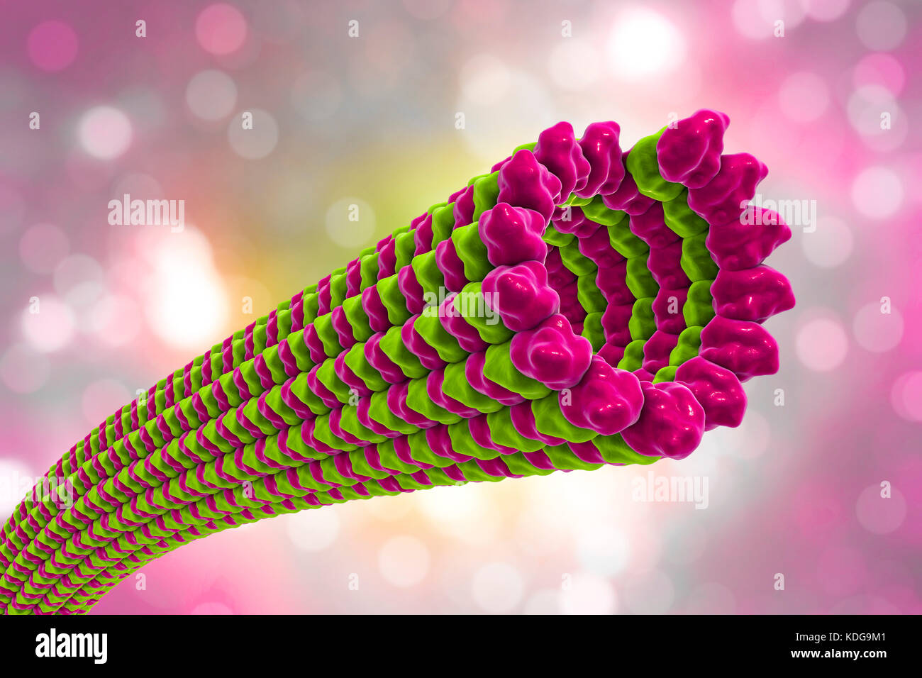 Microtubules, 3D computer illustration. Microtubules are polymers of ...