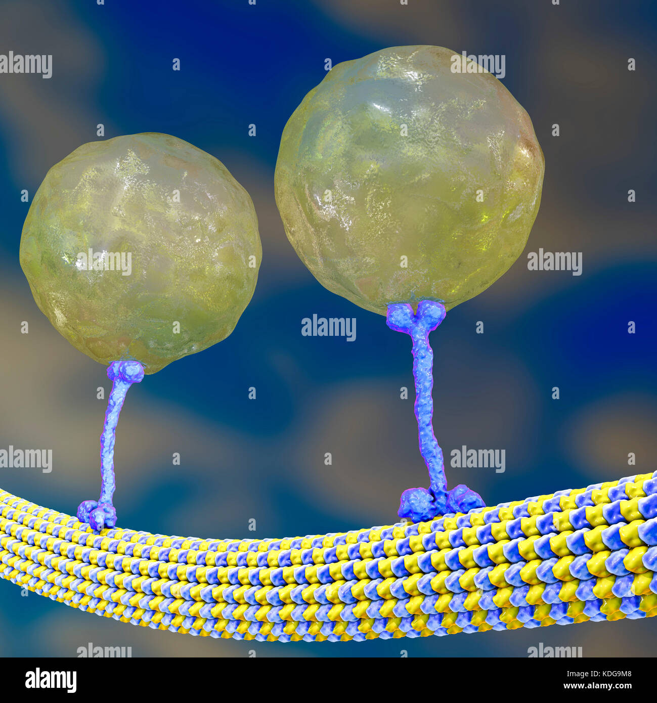 Microfilament hi-res stock photography and images - Alamy