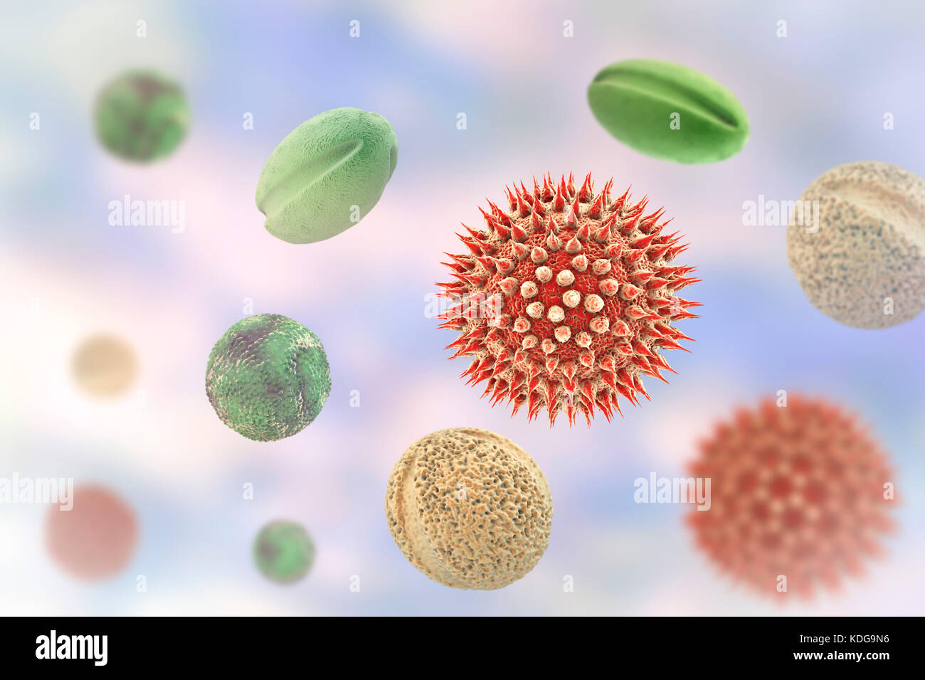Pollen Grains From Different Plants Computer Illustration Pollen Grain Size Shape And Surface