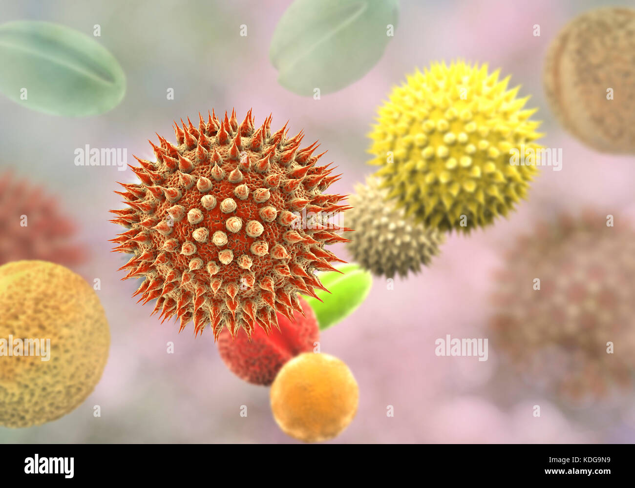 Pollen Grains From Different Plants Computer Illustration Pollen Grain Size Shape And Surface