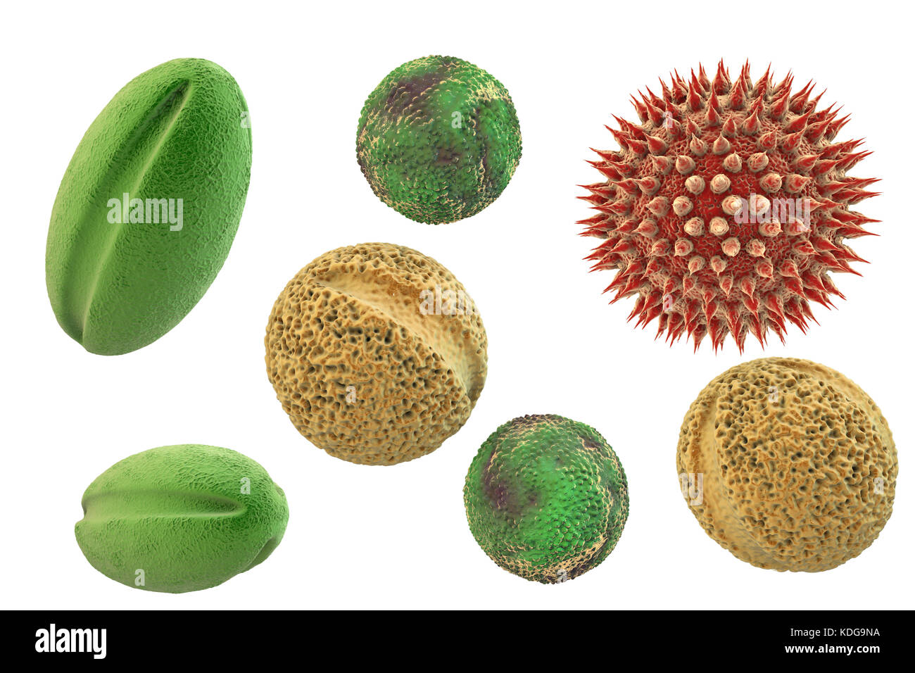 Pollen Grains From Different Plants Computer Illustration Pollen Grain Size Shape And Surface