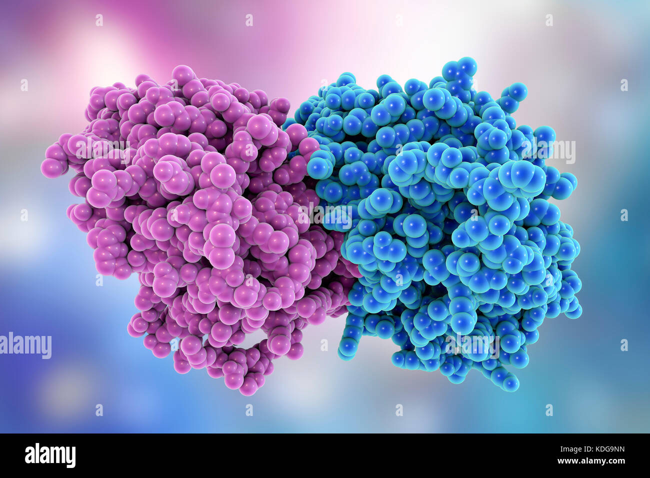 Tubulin. Molecular model of a tubulin dimer. The beta-tubulin subunit ...