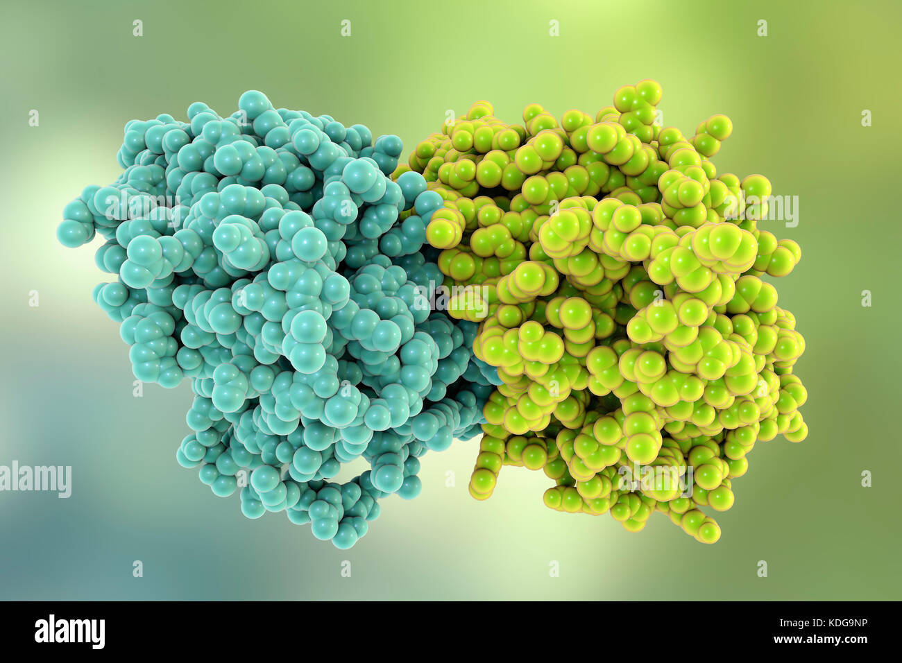 Mobility and cell division hi-res stock photography and images - Alamy