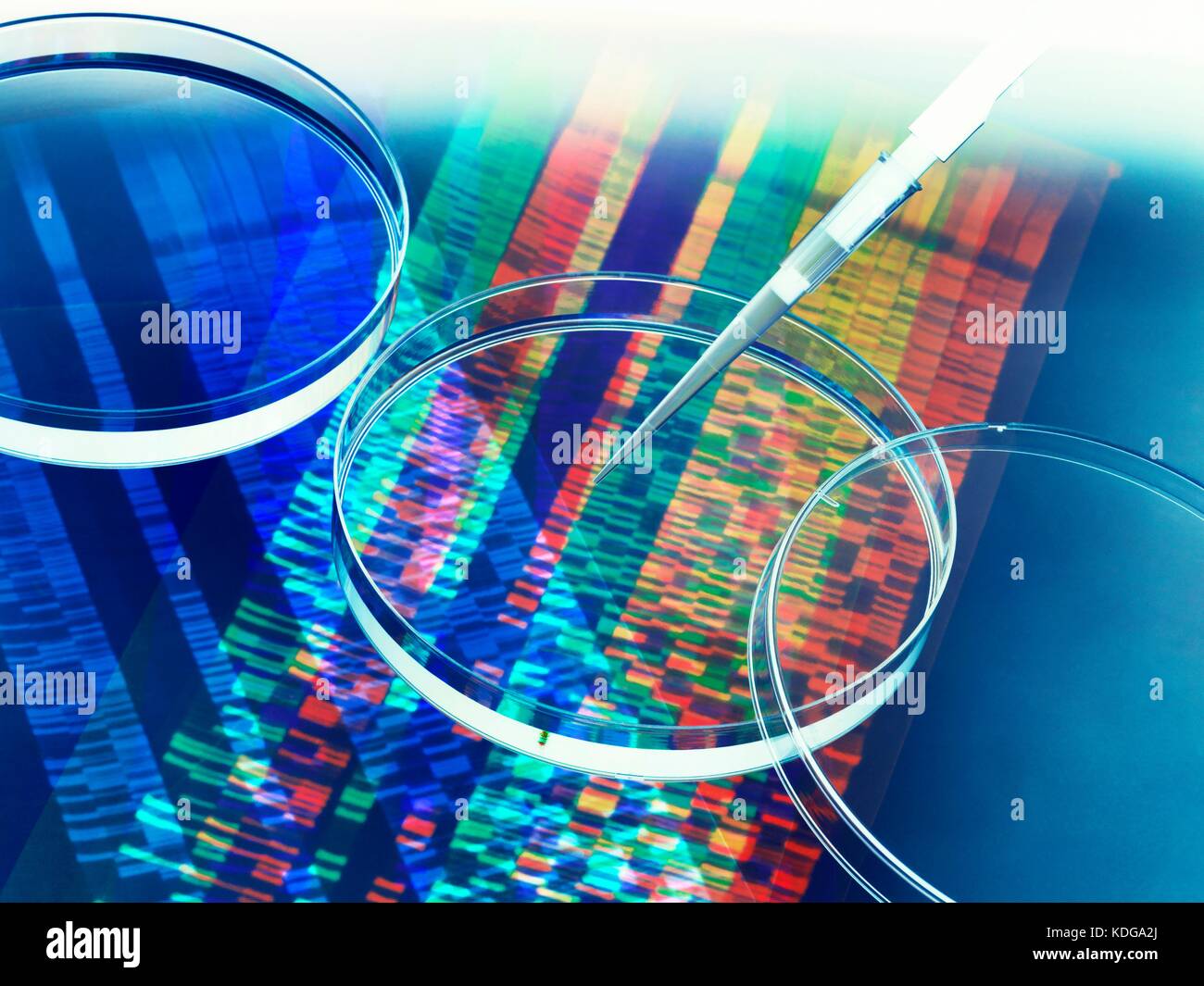 Pipette adding a sample to a petri dish with a DNA gel in the ...