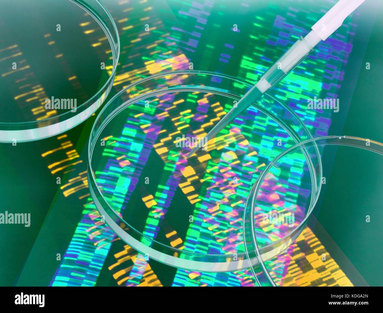 Pipette adding a sample to a petri dish with a DNA gel in the ...
