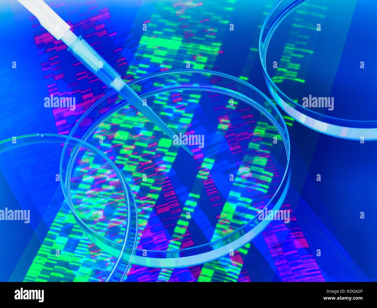 Pipette adding a sample to a petri dish with a DNA gel in the ...