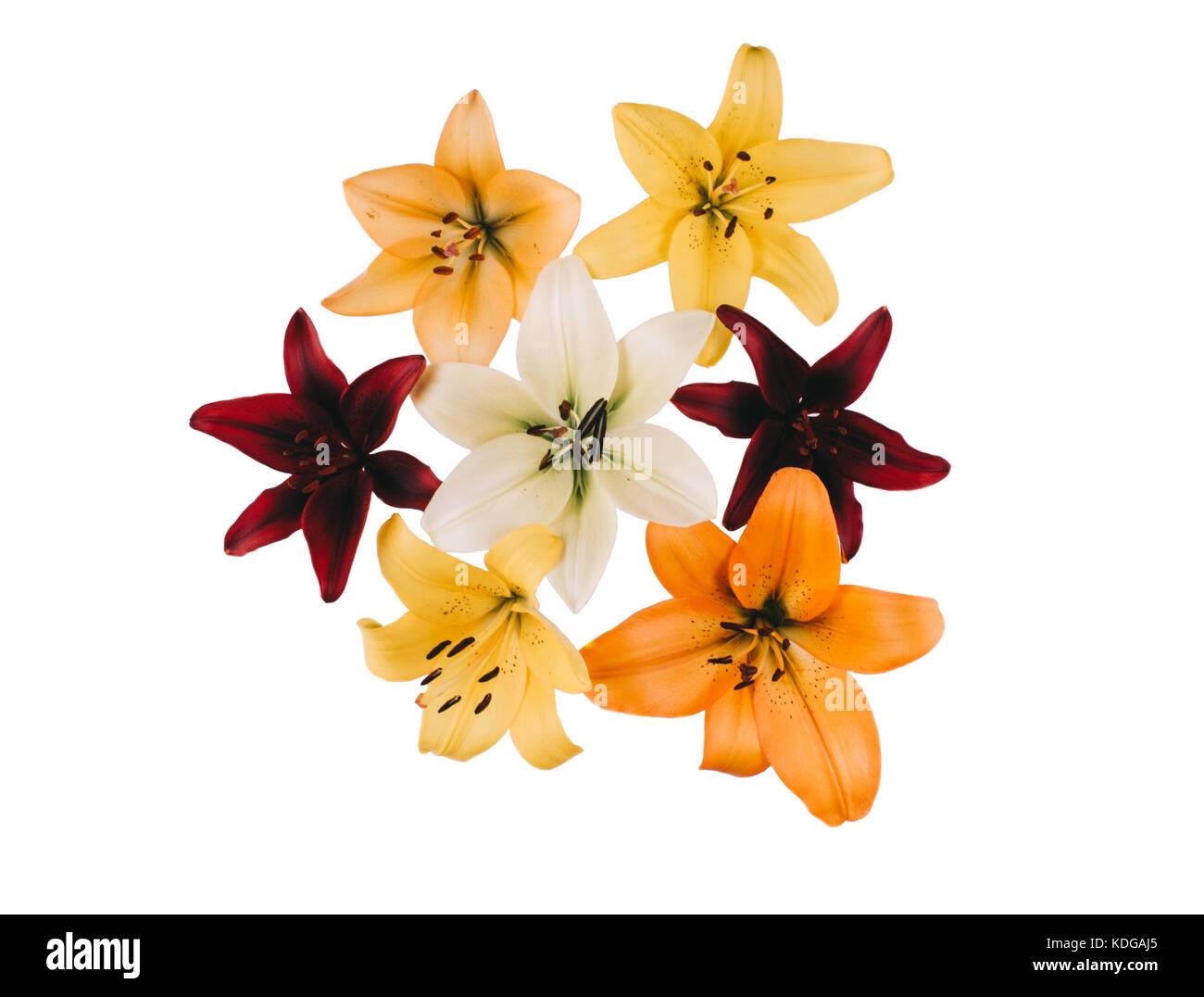 Beautiful lilies with leaves isolated on white background. Top view ...
