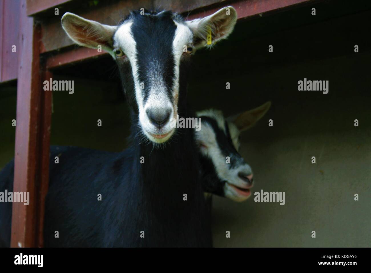Black alpine goat looking into camera lens hi-res stock photography and ...