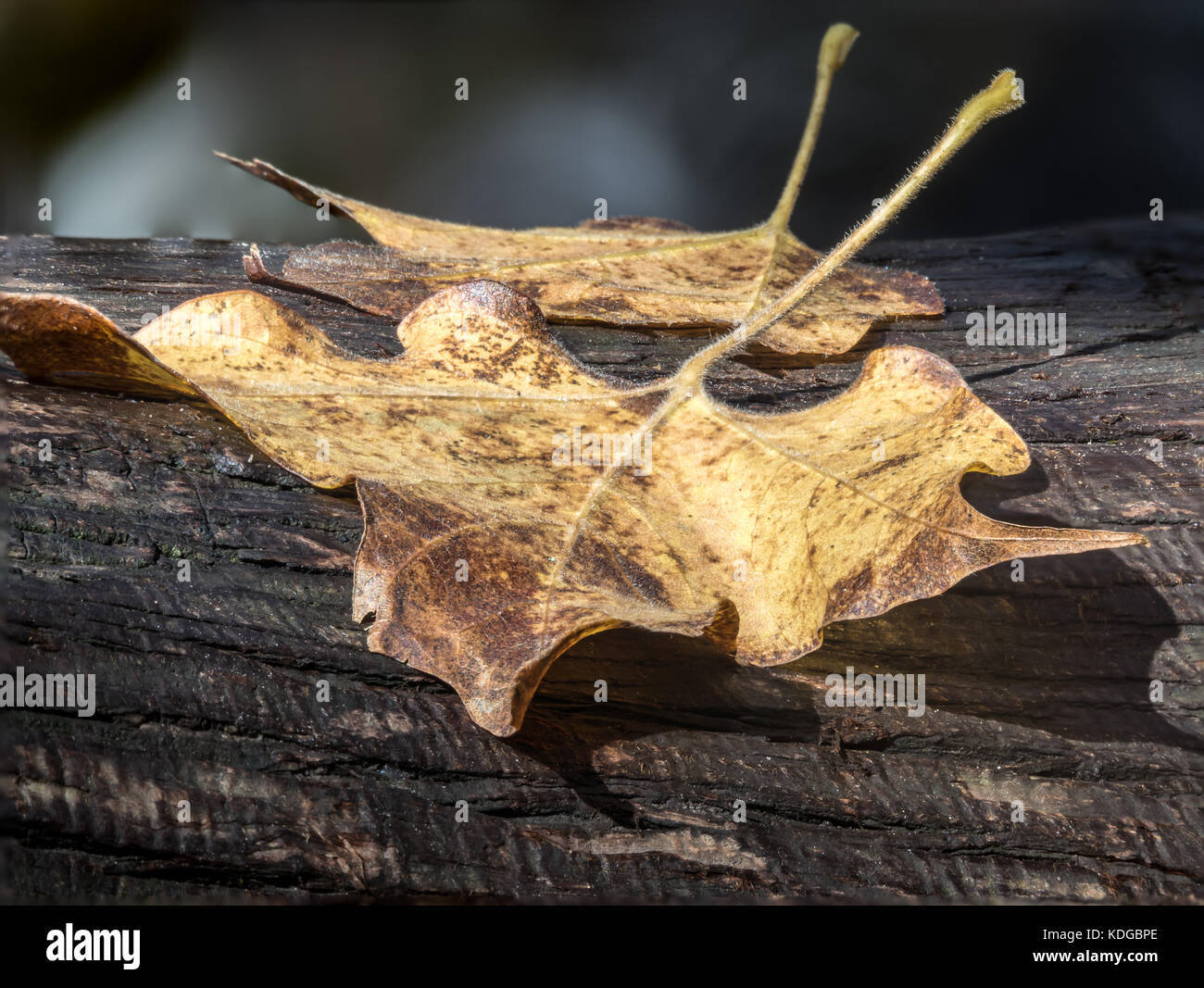 Dried out tree hi-res stock photography and images - Alamy