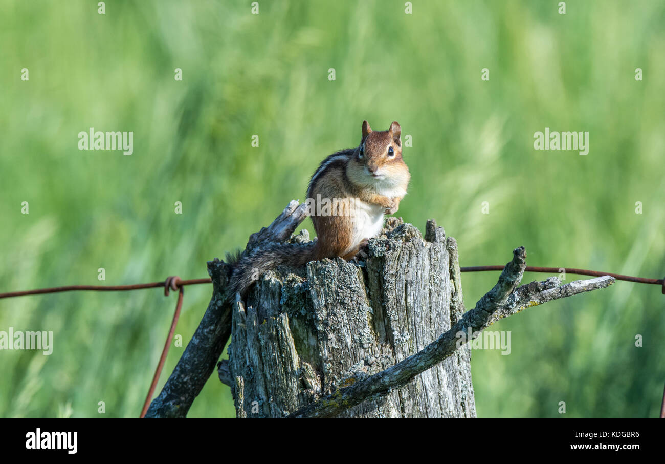 scared chipmunk on a fence post Stock Photo - Alamy