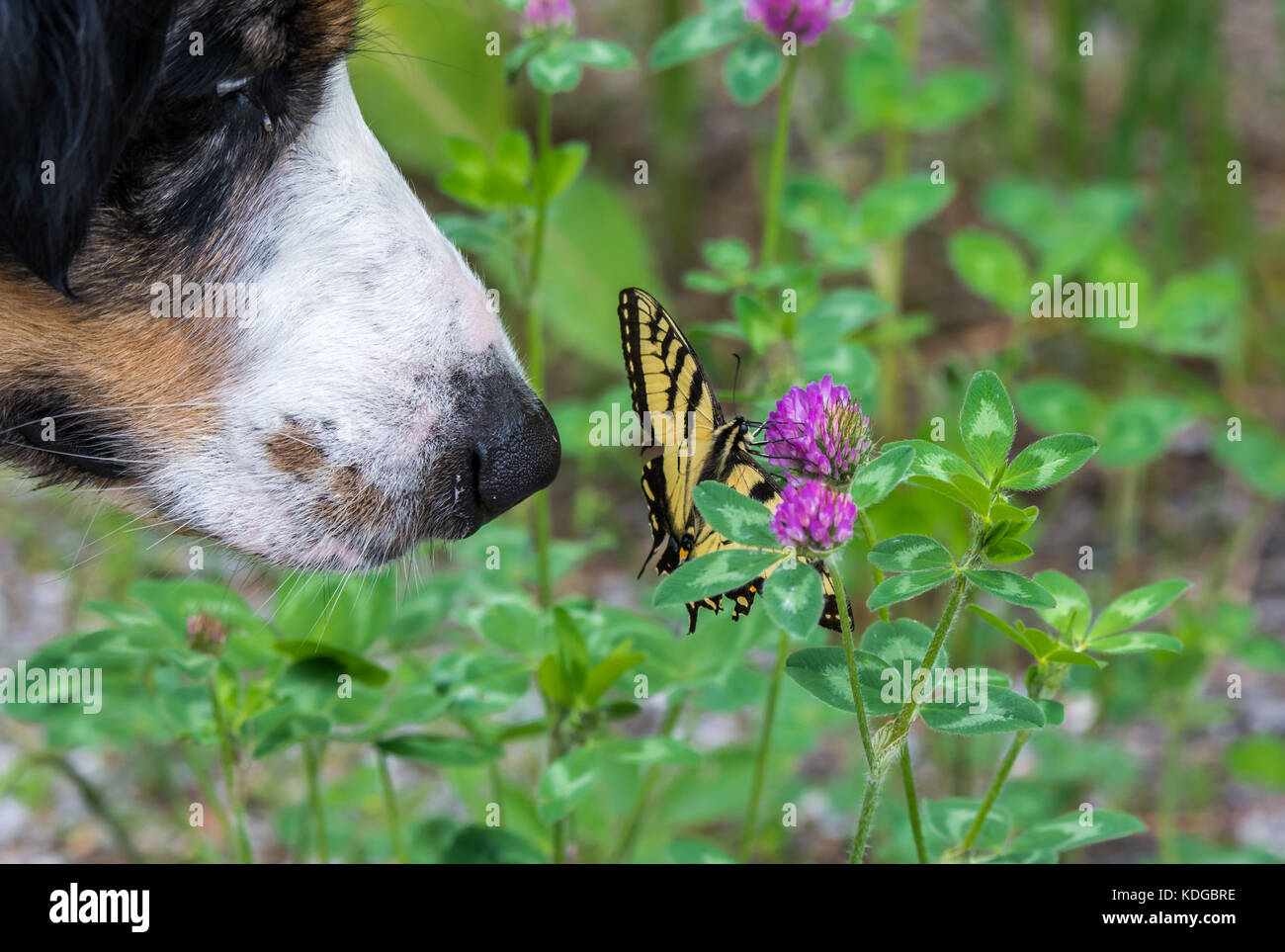 dog and butterfly Stock Photo - Alamy