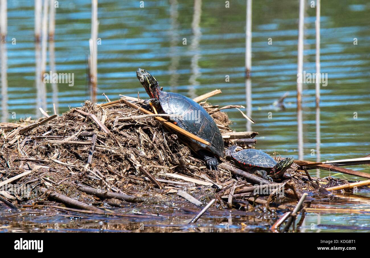 Turtles On A Beaver Dam Stock Photo - Alamy