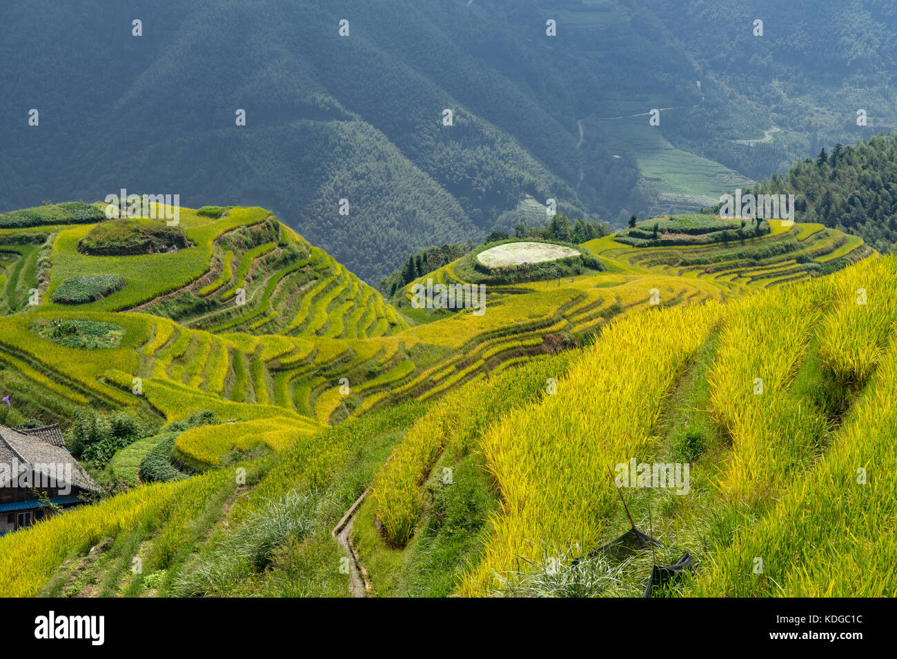 Seven Stars and Moon Terraced Rice Fields, Longji Terraced Area ...