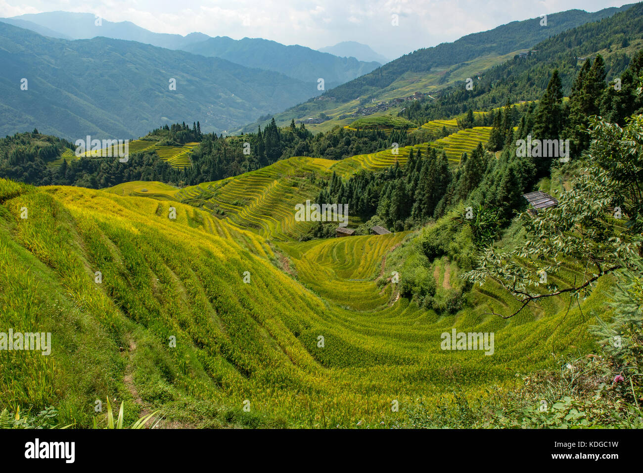 Longji Terraced Rice Fields, Longsheng, Guangxi, China Stock Photo - Alamy