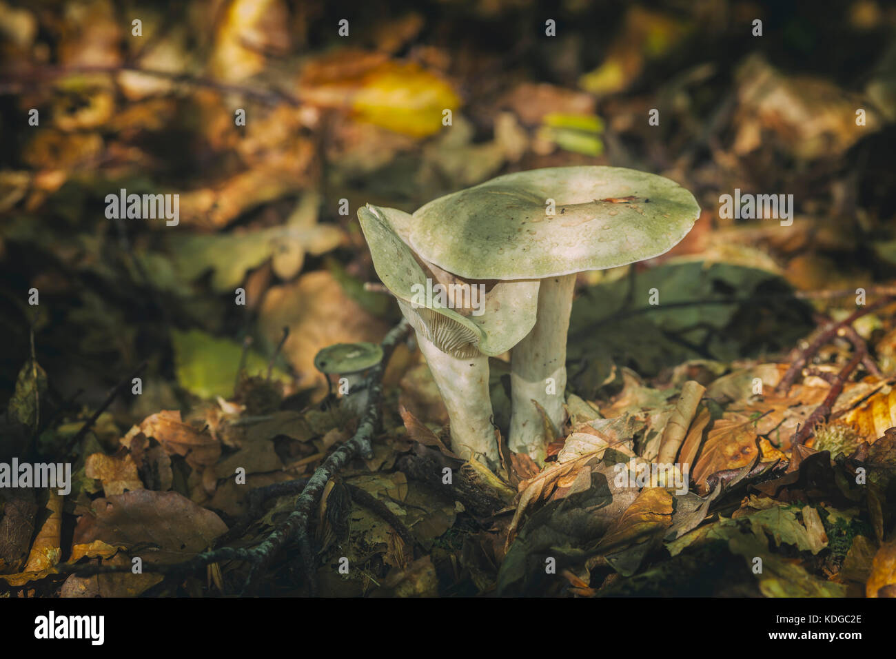 Wild Fungi and Dry Leaves Stock Photo - Alamy