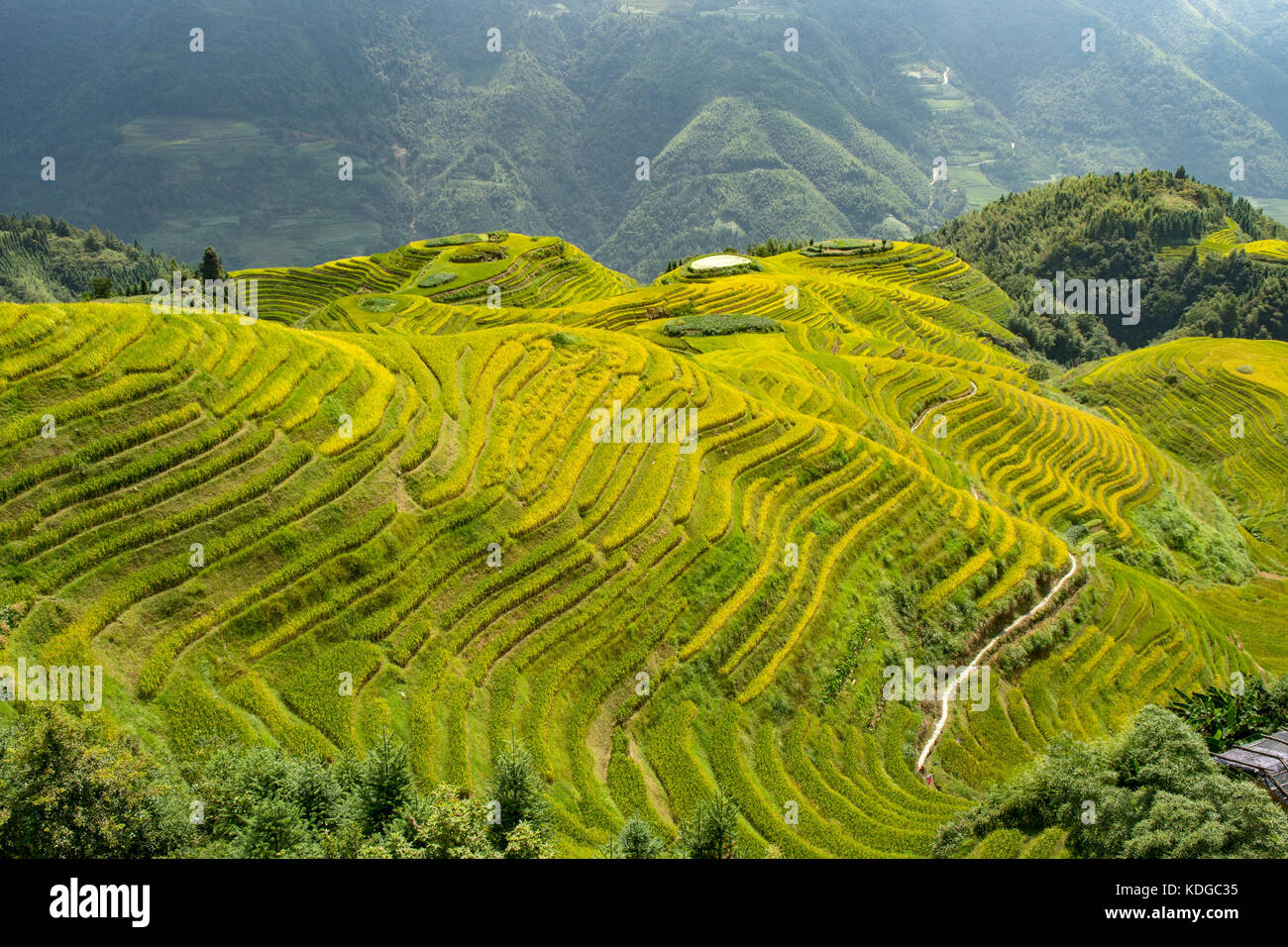 Longji Terraced Rice Fields, Longsheng, Guangxi, China Stock Photo - Alamy