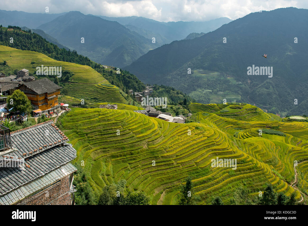 Longji Terraced Rice Fields, Longsheng, Guangxi, China Stock Photo - Alamy