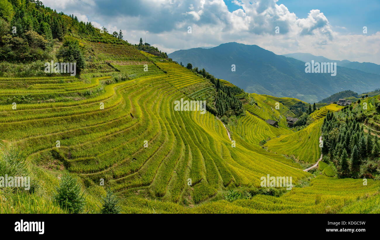 Longji Terraced Rice Fields Panorama, Longsheng, Guangxi, China Stock ...
