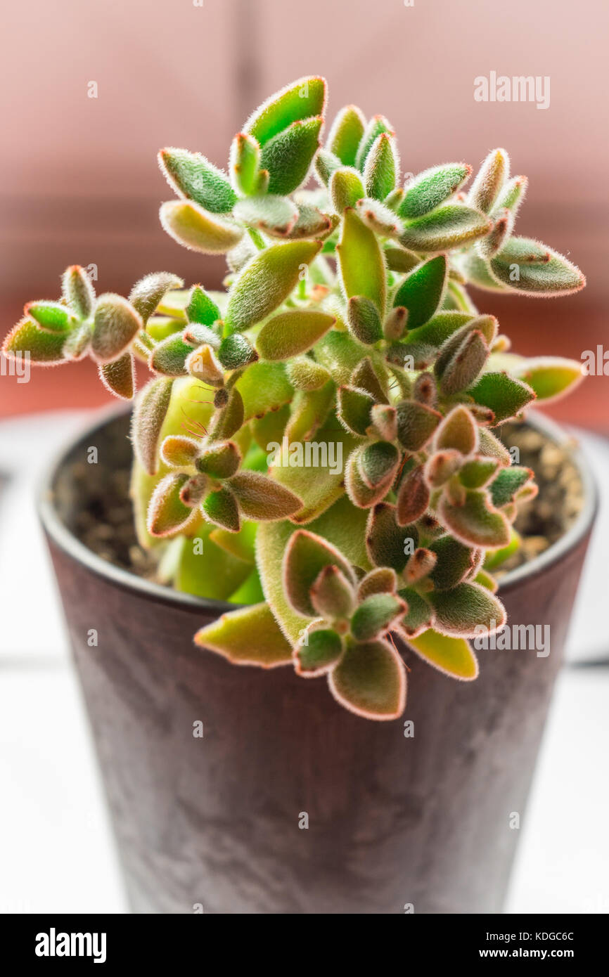 Potted Kalanchoe tomentosa (panda plant Stock Photo - Alamy