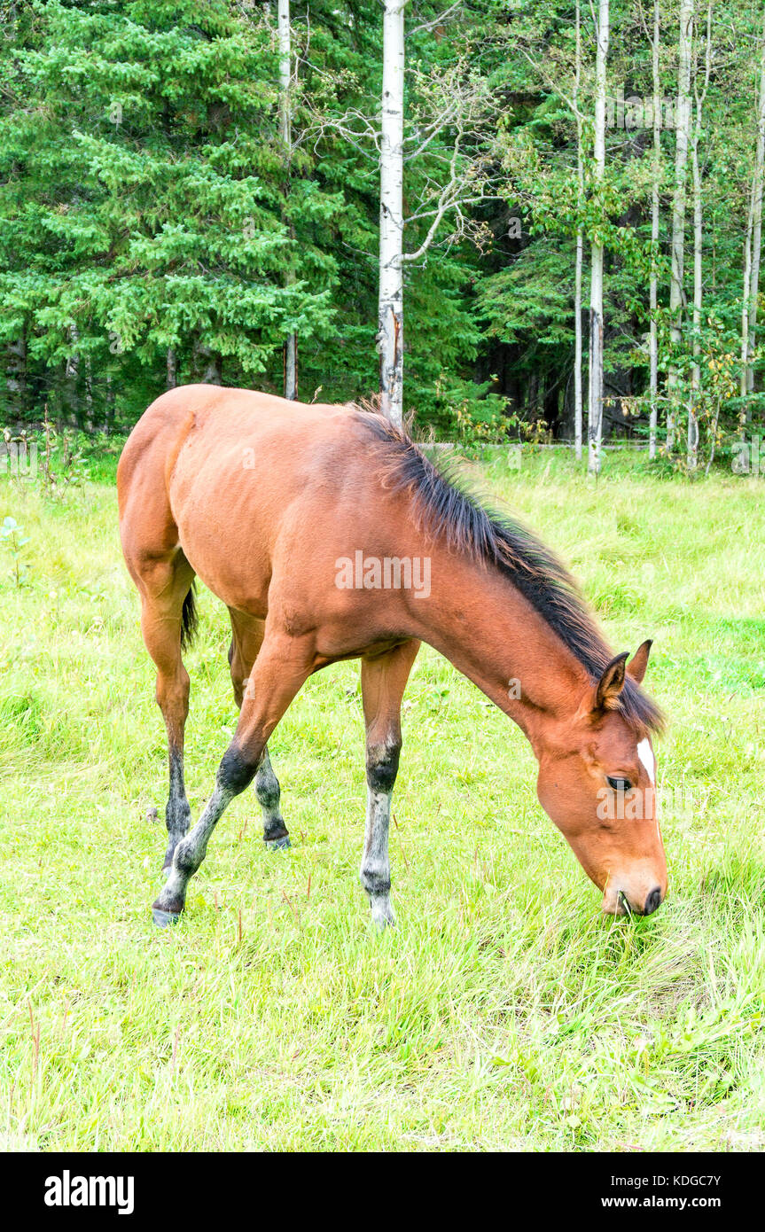 Young foal grazing on the grass. Vertical orientation Stock Photo - Alamy