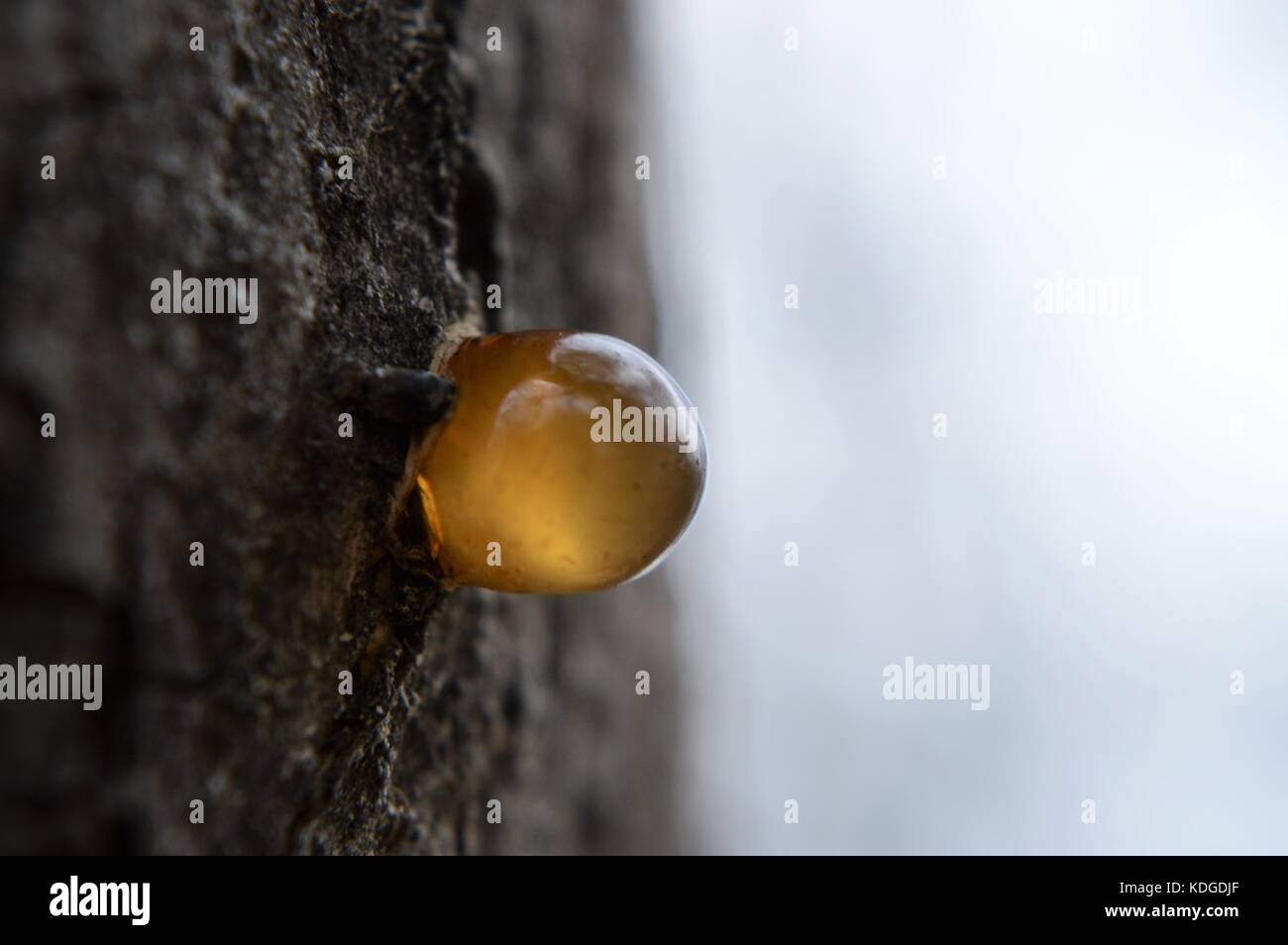 Pimple tree hi-res stock photography and images - Alamy