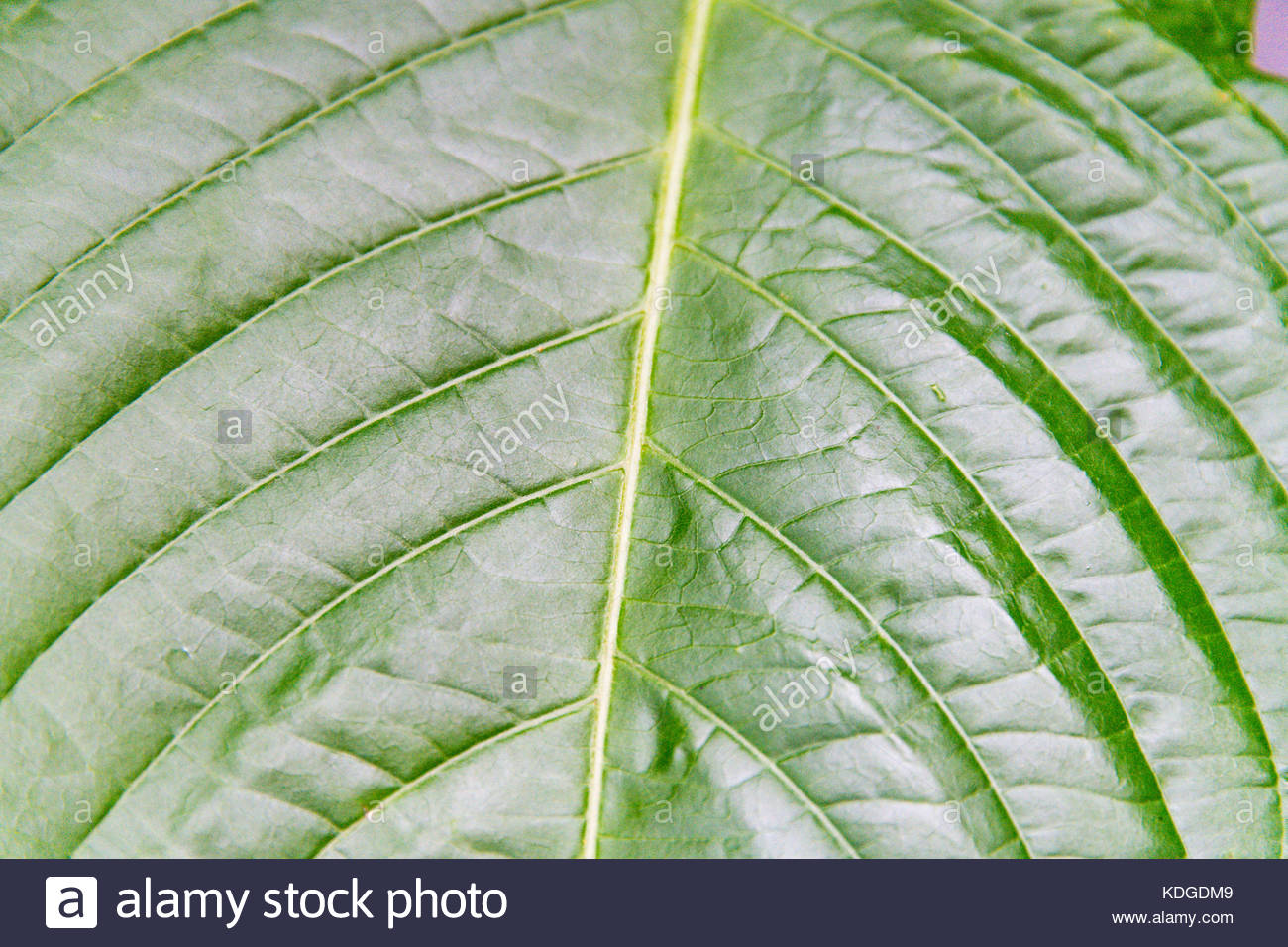 Leaf Midrib Stock Photos & Leaf Midrib Stock Images - Alamy