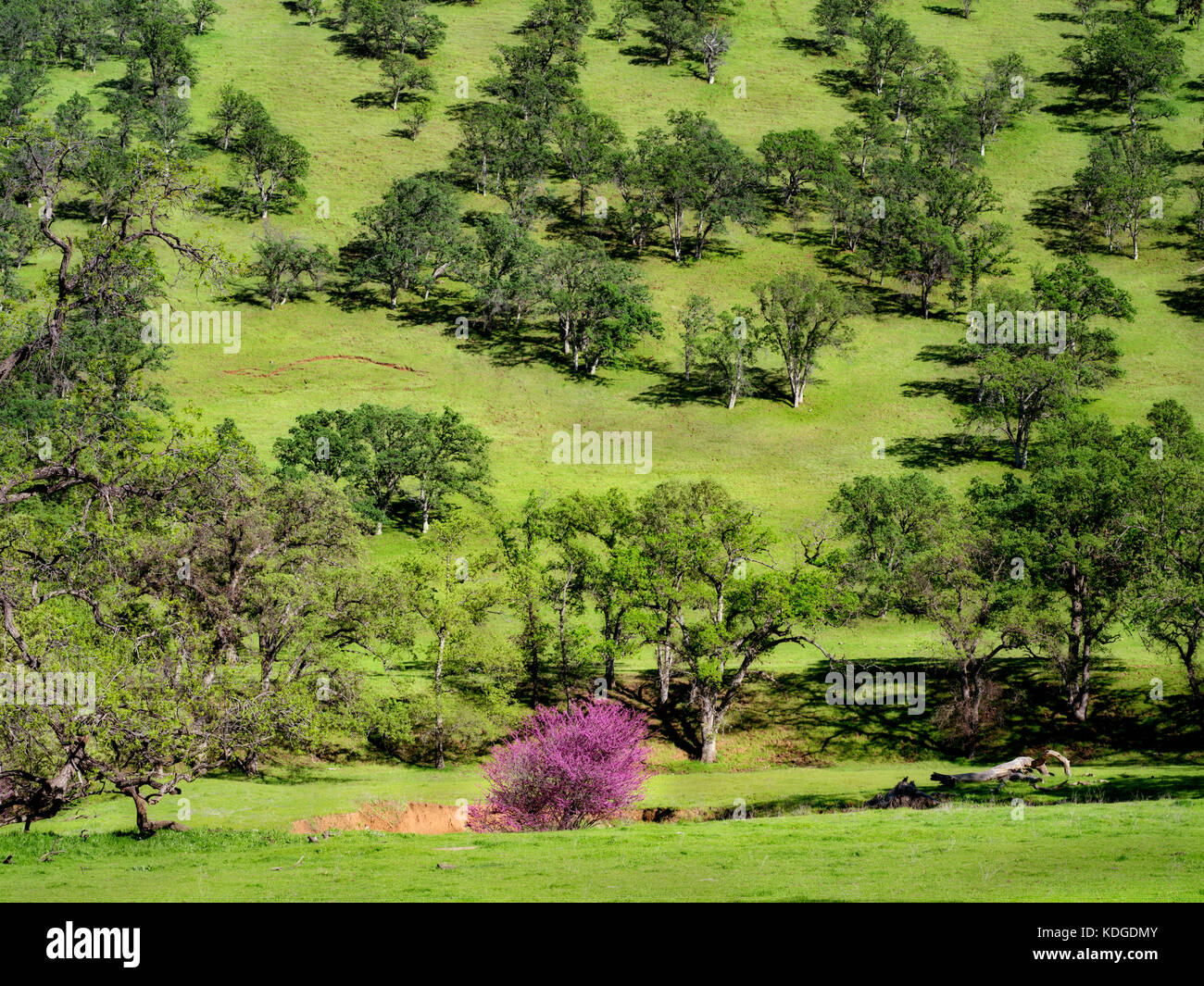 Meadow with Red bud blooming, and oak trees . Bear Valley. Colusa ...