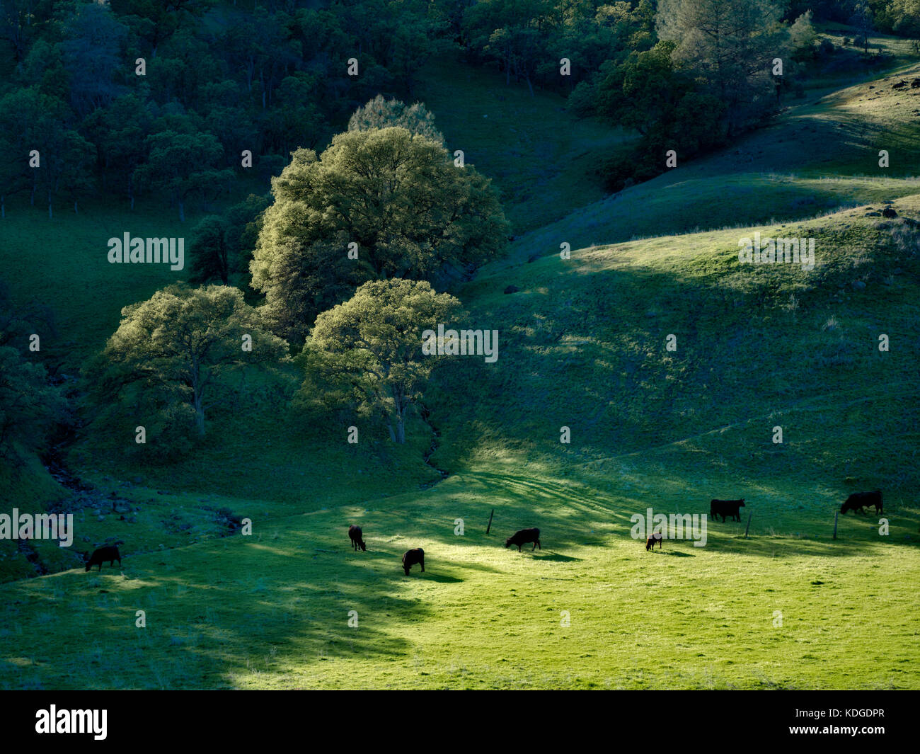 Meadow with cows oak trees and clouds. Bear Valley. Colusa County ...