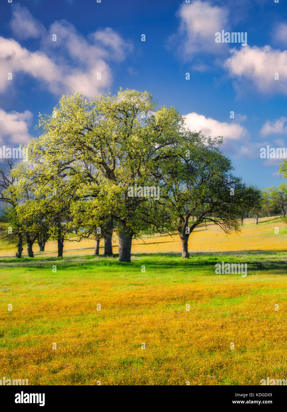 Meadow of Yellow wildflowers oak trees and clouds. Bear Valley. Colusa ...