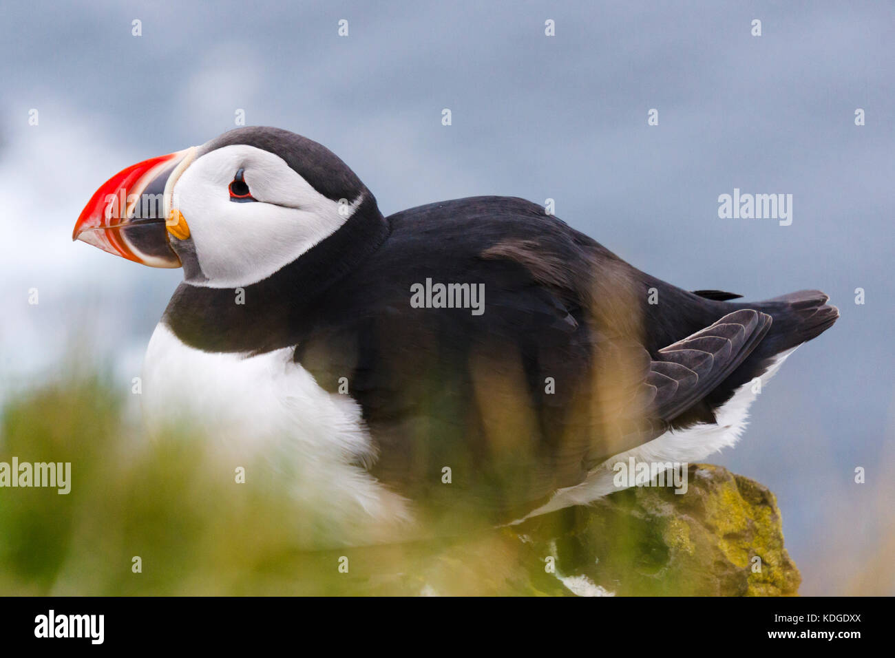 Puffin, Látrabjarg bird cliffs, Westfjords, Iceland Stock Photo - Alamy