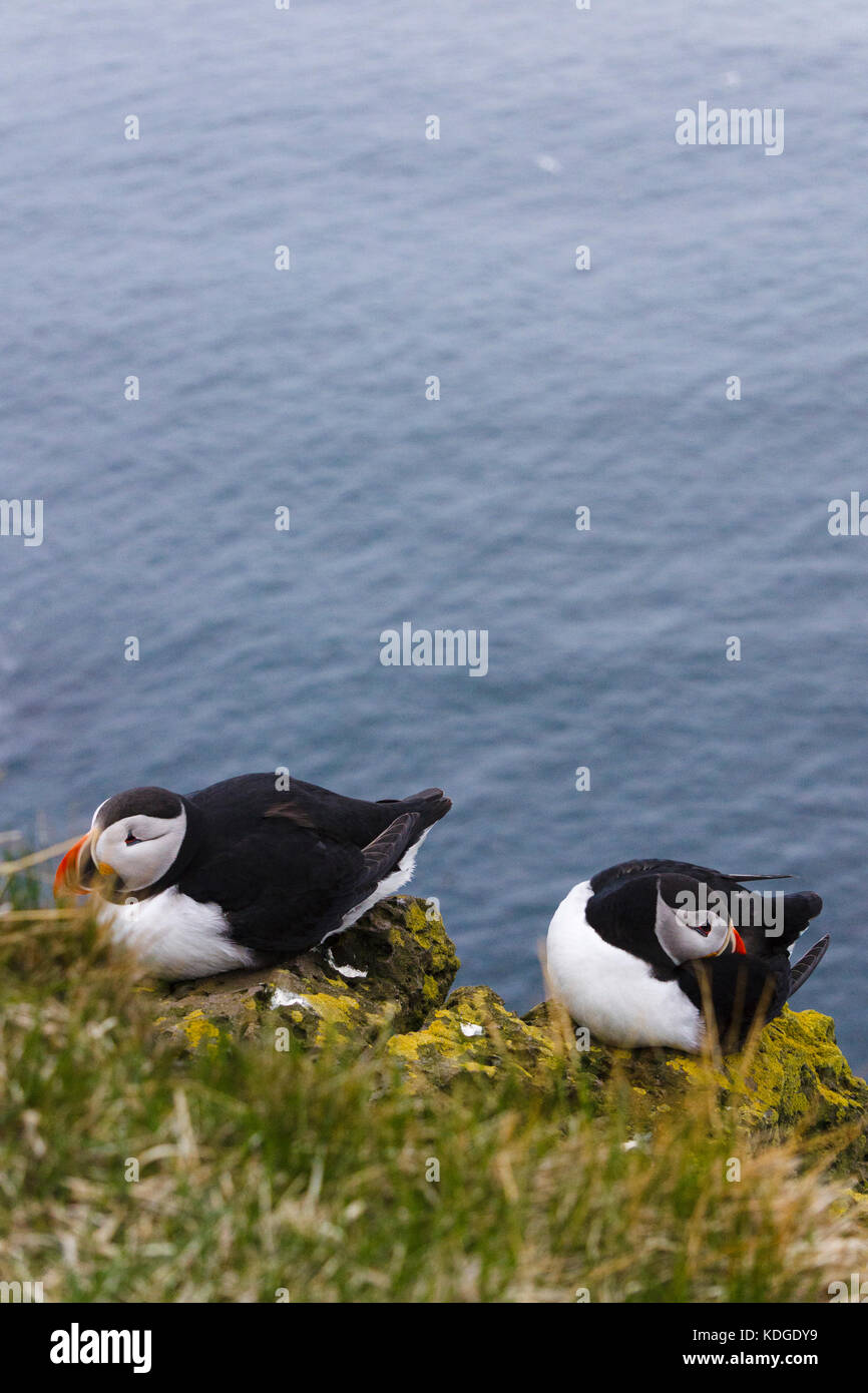 Puffins, Látrabjarg bird cliffs, Westfjords, Iceland Stock Photo - Alamy