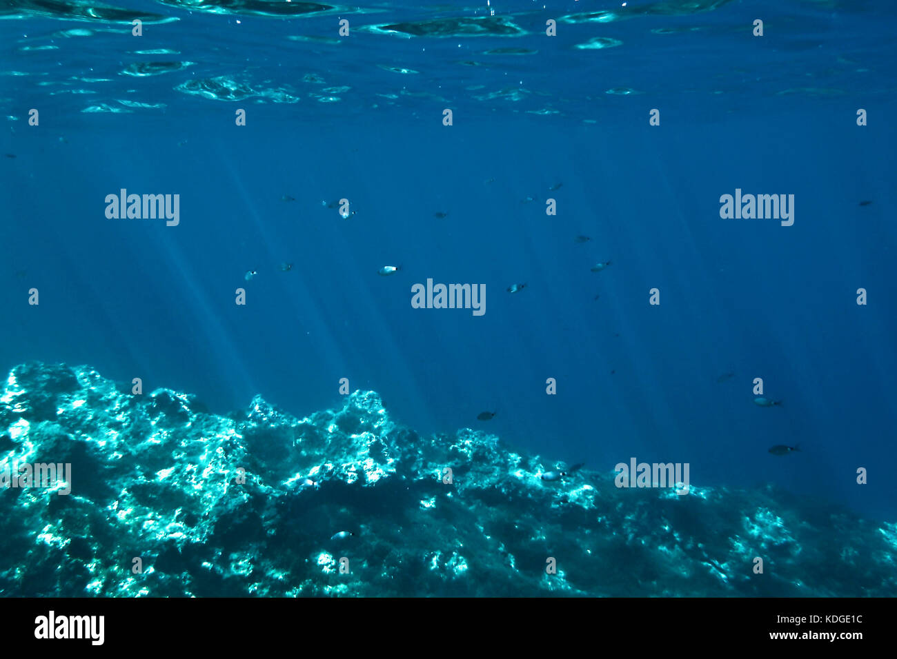 Diplodus Annularis or Annular Sea Bream foraging off the rocky reef at ...