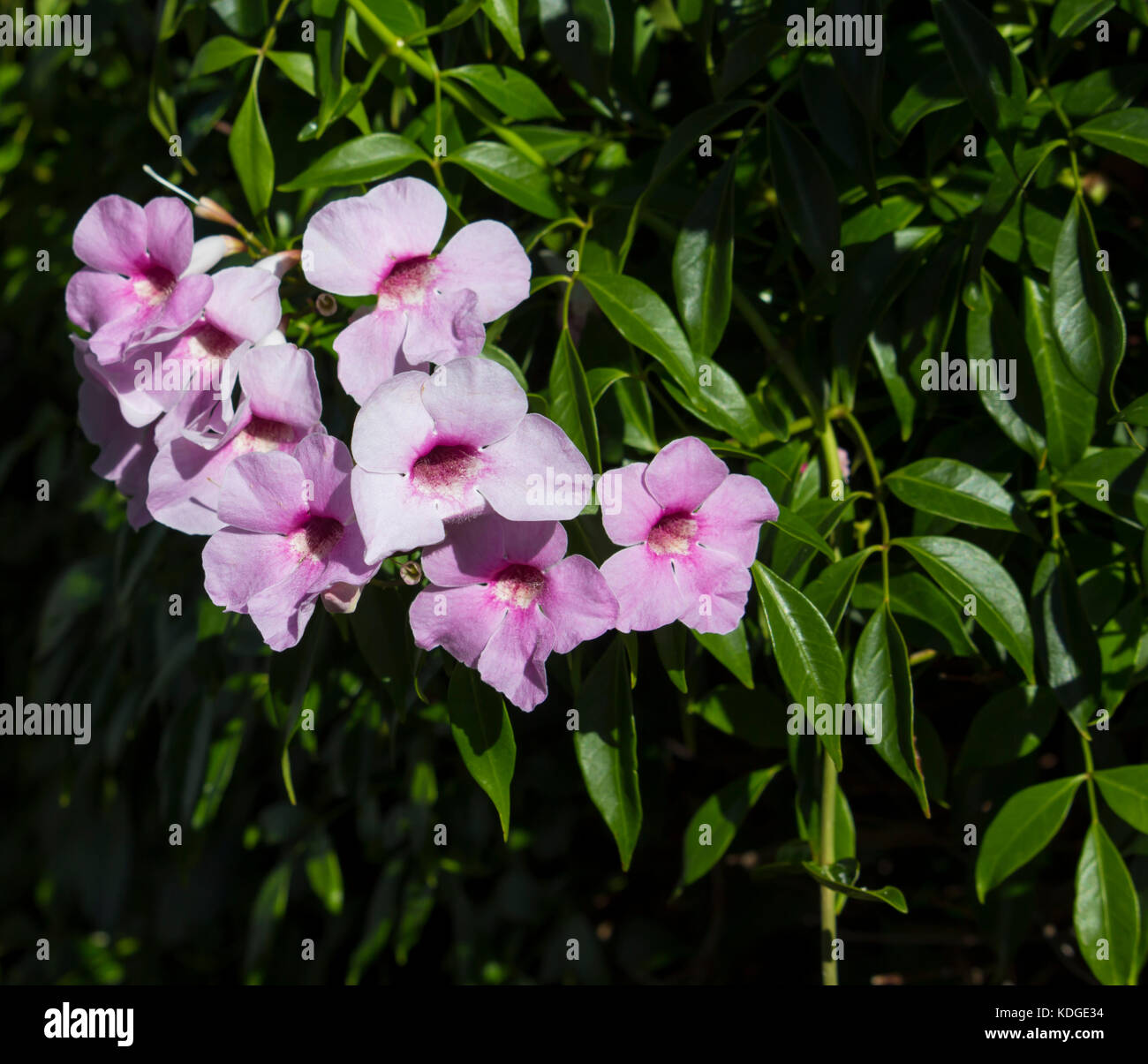 Allamanda a genus of flowering plants in the dogbane family ...