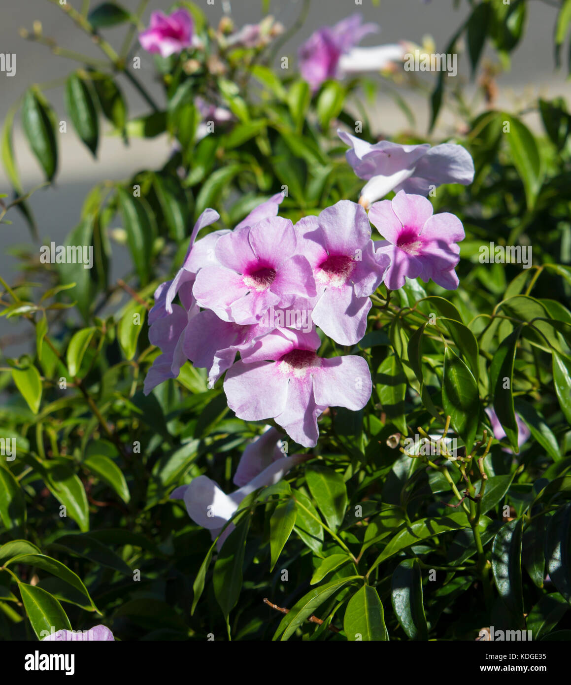 Apocynaceae Stock Photos & Apocynaceae Stock Images - Alamy