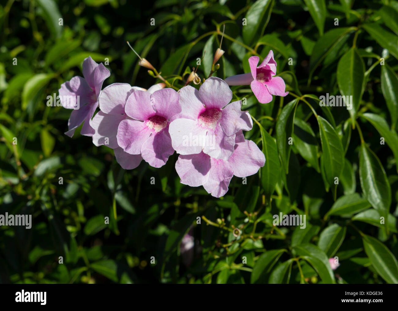 Pink allamanda hi-res stock photography and images - Alamy