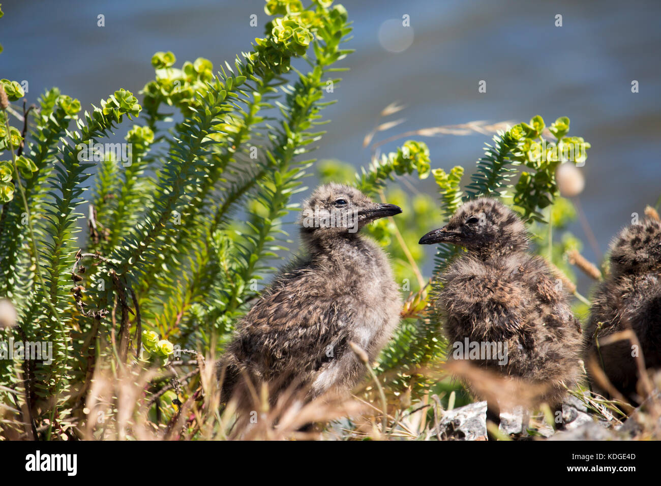 Two beautiful seagulls seabird of family Laridae in sub-order Lari ...
