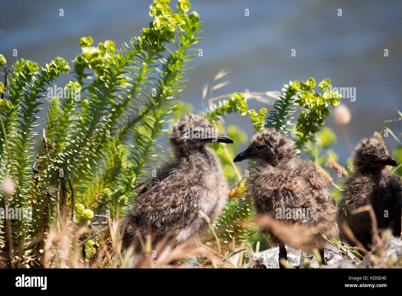 Two beautiful seagulls seabird of family Laridae in sub-order Lari ...