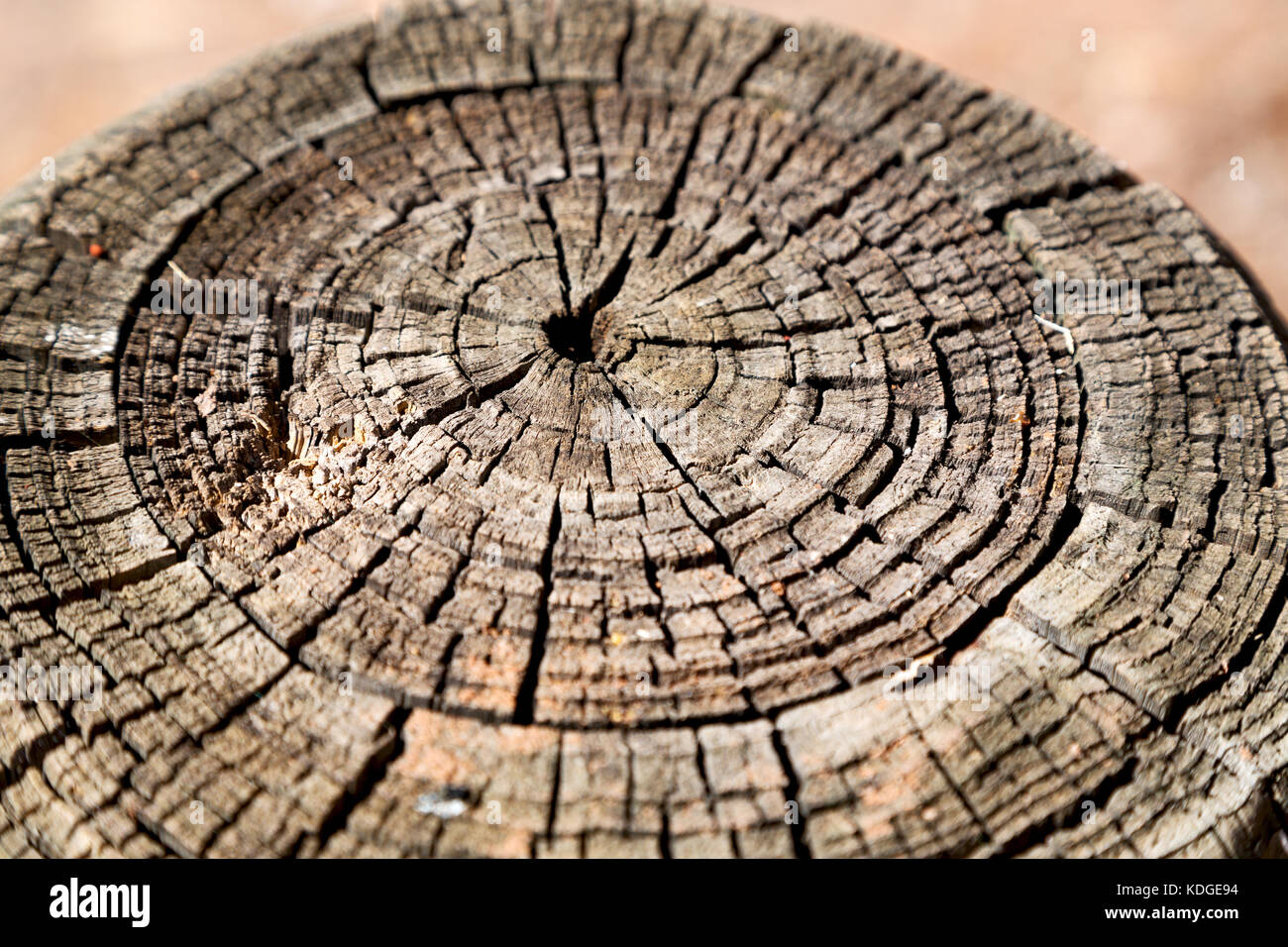 abstract texture of a surface tree like background grain Stock Photo ...