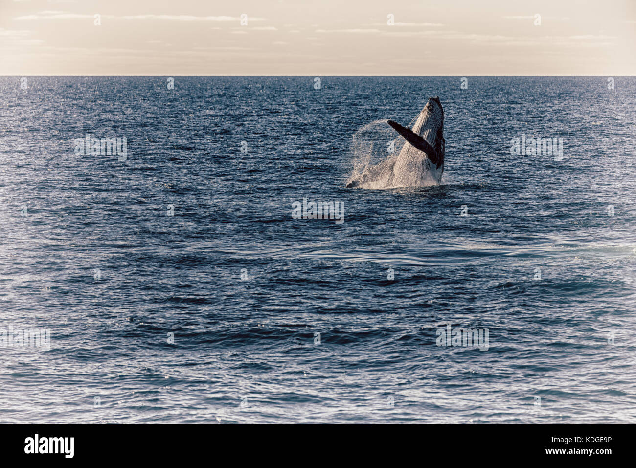 in australia a free whale in the ocean like concept of freedom Stock ...
