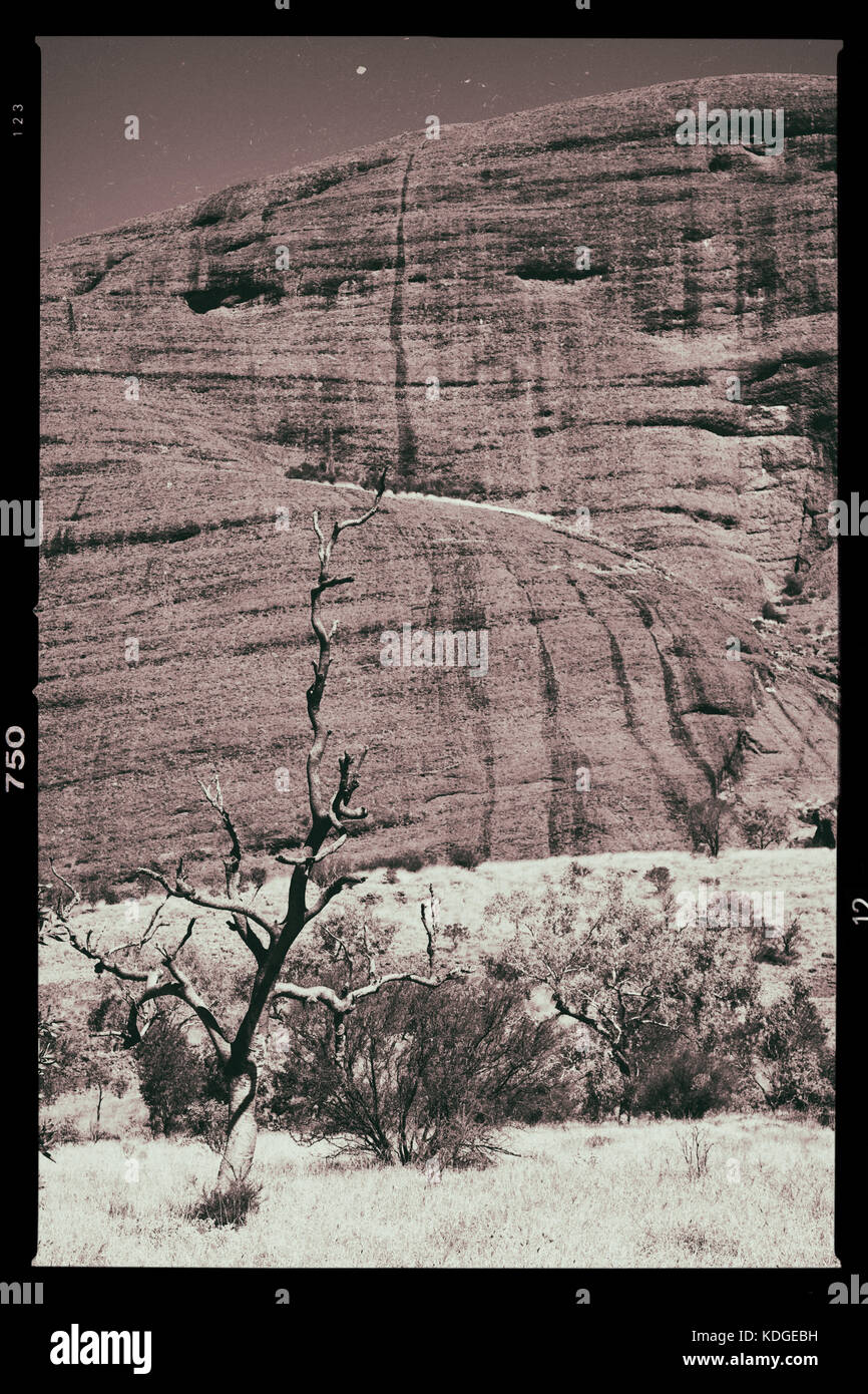 in australia the outback canyon and the dead tree near mountain in the ...
