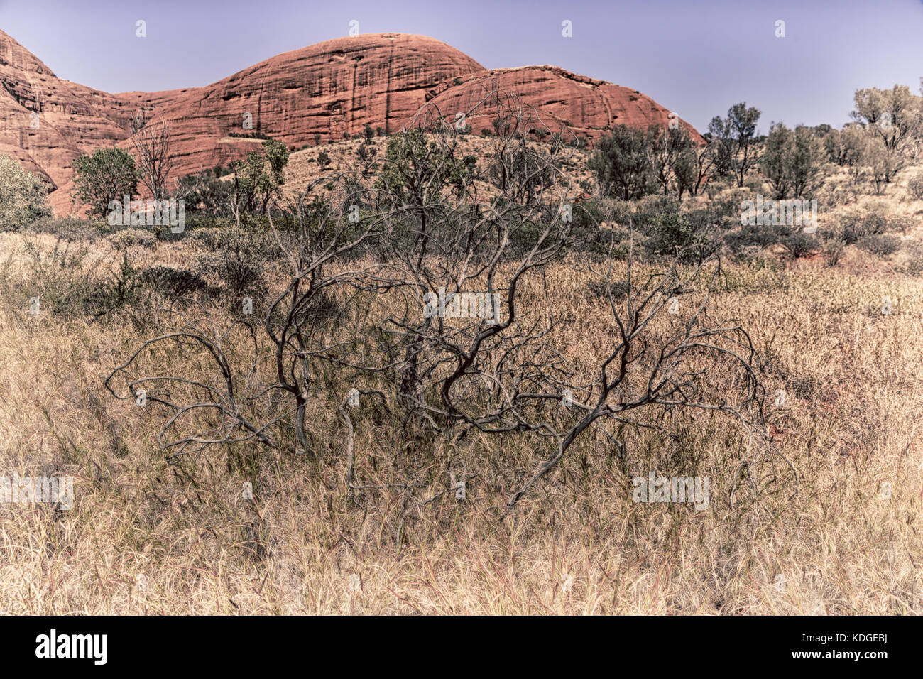 in australia the outback canyon and the dead tree near mountain in the ...
