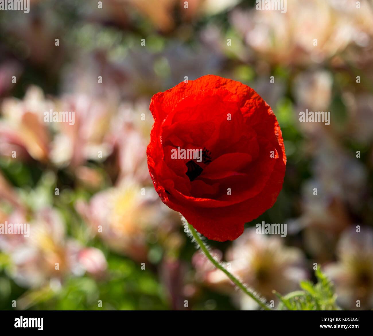 Brilliant red of the Flander's Poppy papaver rhoeas is contrasted ...
