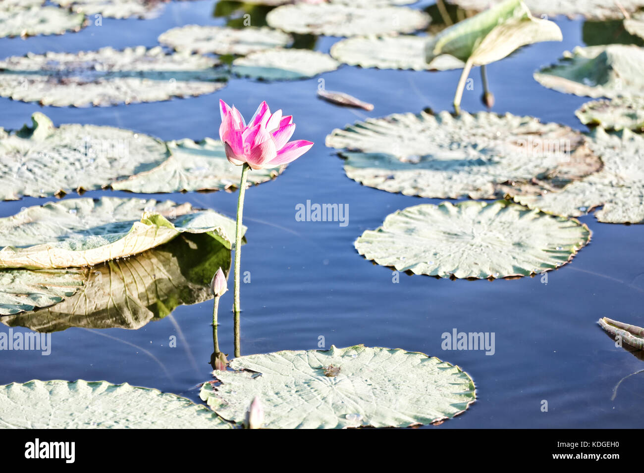 in australia the concept of tranquility in the pond with waterlily ...