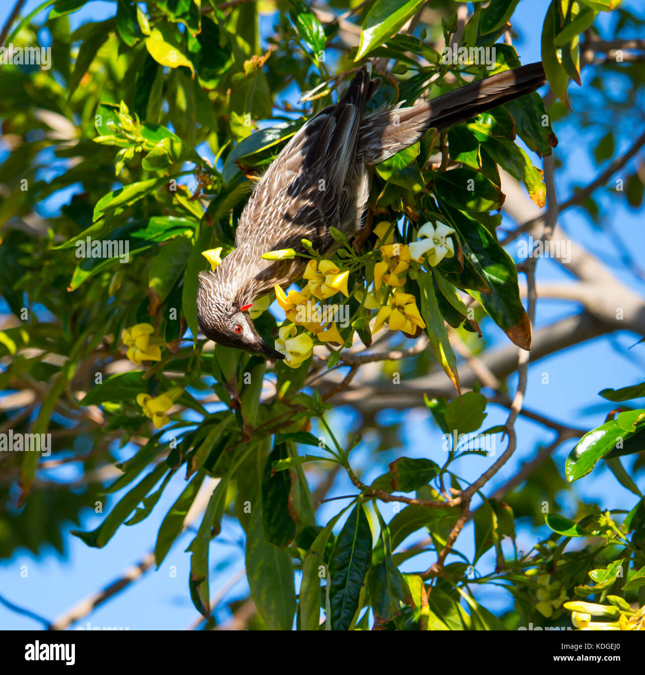 Wattle tree hi-res stock photography and images - Alamy