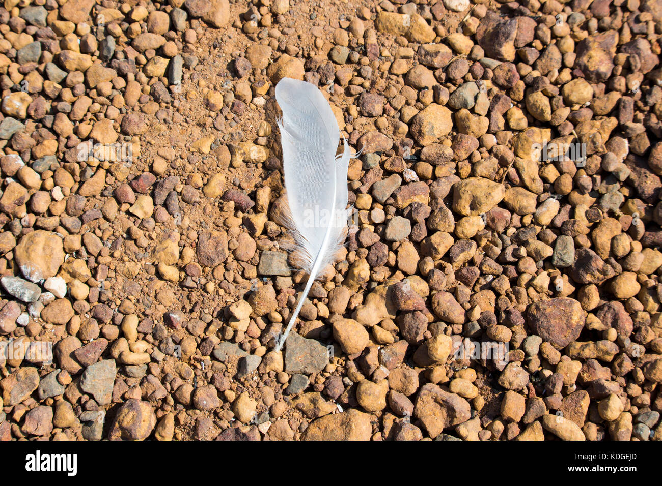 A white seagull feather lies on fine dusty gravel pebbles ...